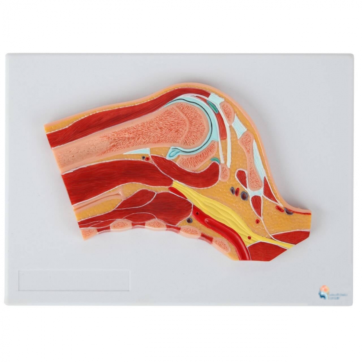 Myaskro Joint Cross-Section Anatomy Model Bundle